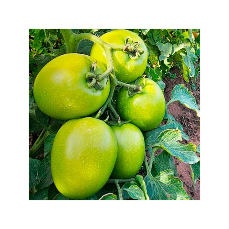 Tomate Galio 5000 Semillas Hibrido F1 Tipo Determinado Rodeo Seeds