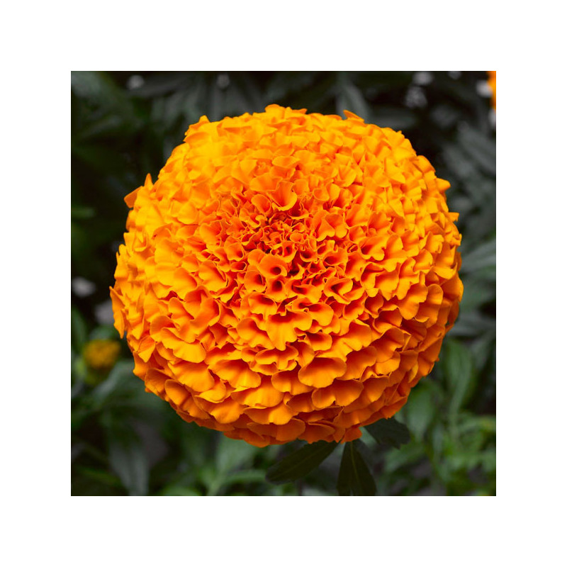 Marigold 5000 Semillas Tagetes erecta Inca II Orange Pompom Flor Maceta