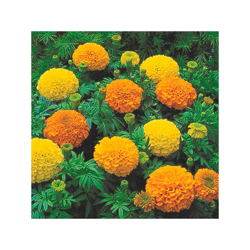 Marigold 1000 Semillas Tagetes erecta Inca II Mix Pompom Flor Maceta