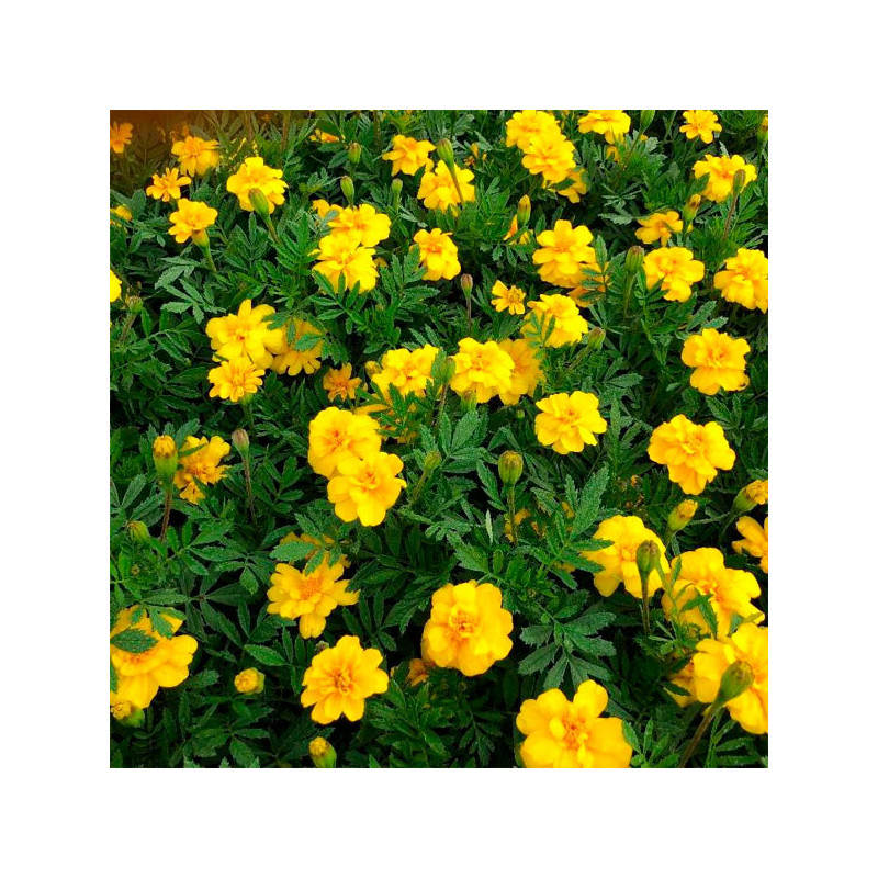 Marigold 1000 Semillas Tagetes patula Durango Yellow Flor Maceta