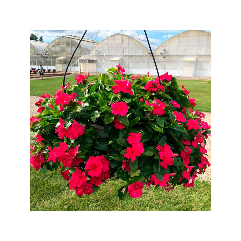 Vinca 1000 Semillas Catharanthus roseus Cora Cascade XDR Mix Flor ...