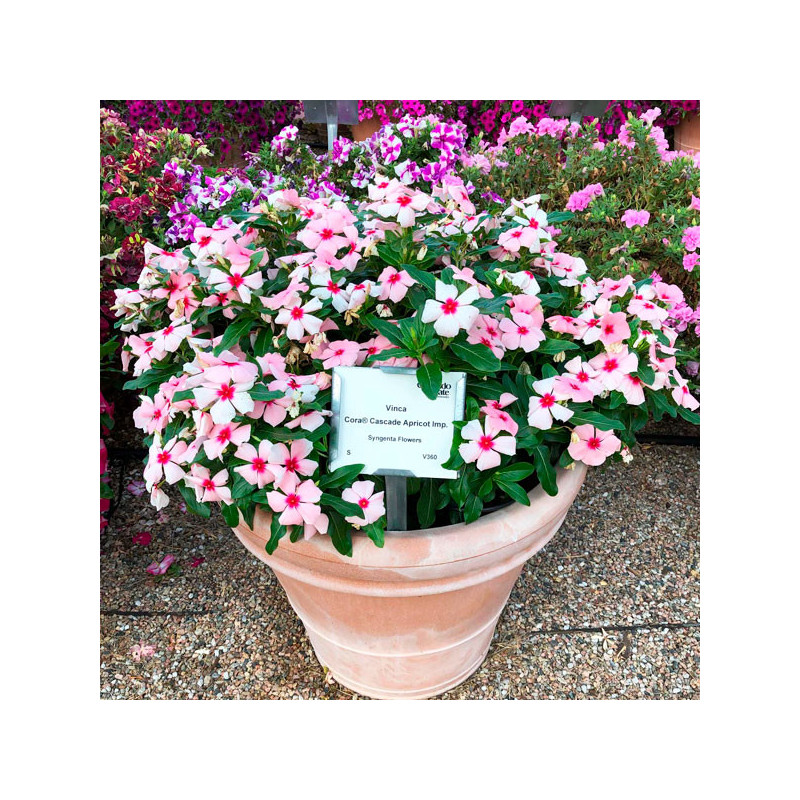 Vinca 1000 Semillas Catharanthus roseus Cora Cascade XDR Mix Flor ...