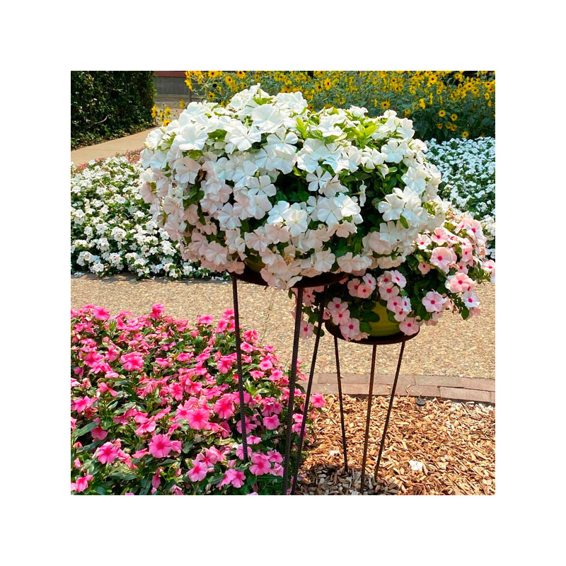 Vinca 1000 Semillas Catharanthus roseus Cora Cascade XDR Mix Flor ...