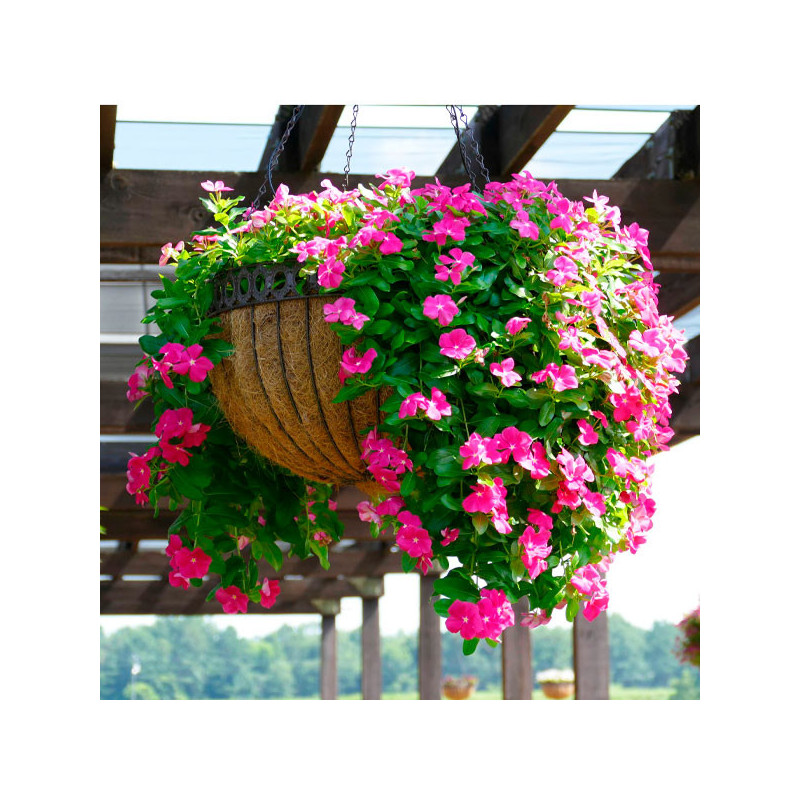 Vinca 1000 Semillas Catharanthus roseus Cora Cascade XDR Mix Flor ...