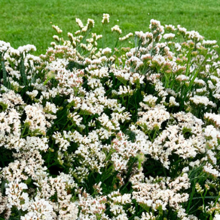 Limonio 1000 Semillas Limonium sinuatum Statice Hipster White Flor Corte