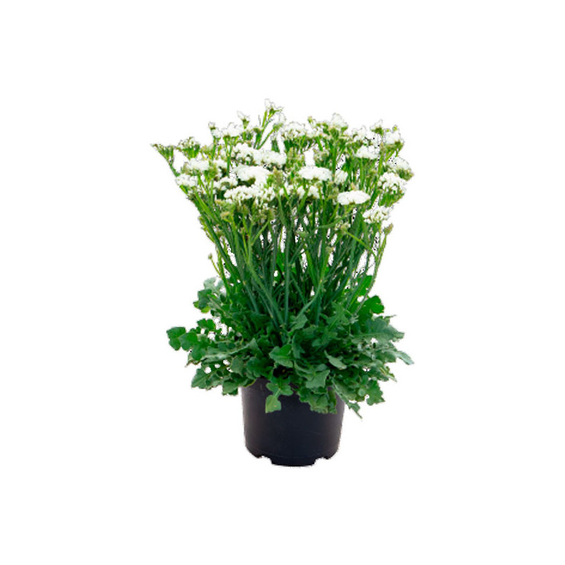 Limonio 1000 Semillas Limonium sinuatum Statice Hipster White Flor Corte