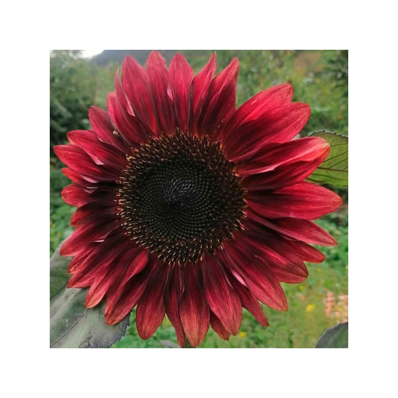 Girasol 1000 Semillas Helianthus annuus Girasol de corte Pro Cut Red ...