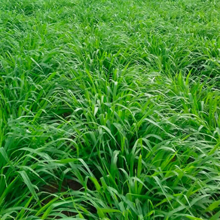 Brachiaria Brizantha Marandu 10Kg Semillas Forraje Pasto Tropical ...