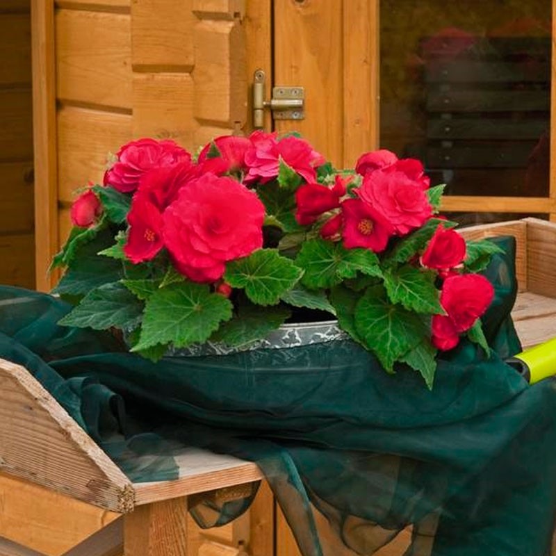 Begonia 500 Semillas Tuberhybrida Nonstop Deep Rose PLT Flor Maceta