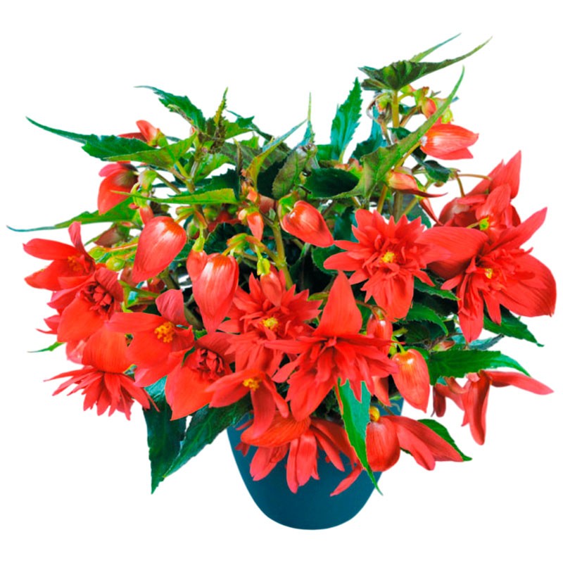 Begonia 1000 Semillas Hybrid Interspecific Funky Scarlet PLT Flor ...