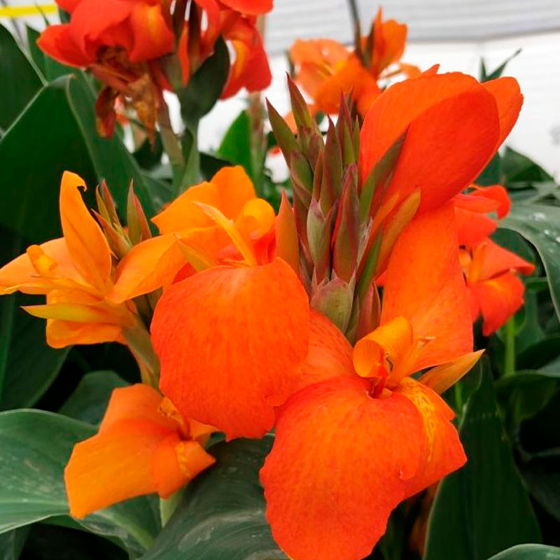 Achira 100 Semillas Canna x generalis Cannova Orange Shade Flor Maceta ...