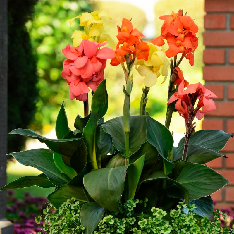 Achira 100 Semillas Canna x generalis Cannova Orange Shade Flor Maceta ...