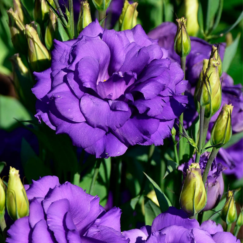 Lisianto 1000 Semillas Eustoma grandiflorum Lisianthus Echo Blue PLT ...