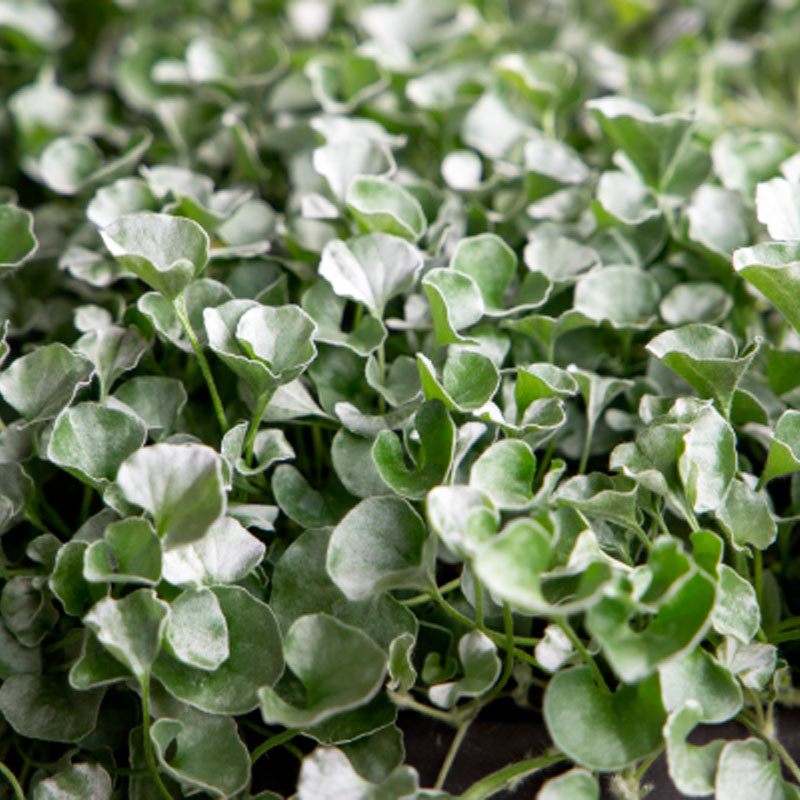 Dichondra 100 Semillas argentea Silver Surfer Flor Colgante Maceta