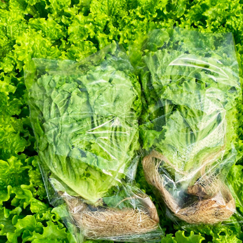 Lechuga Sertaneja 5000 Semillas PLT Verde Rizada Crespa, Enza Zaden