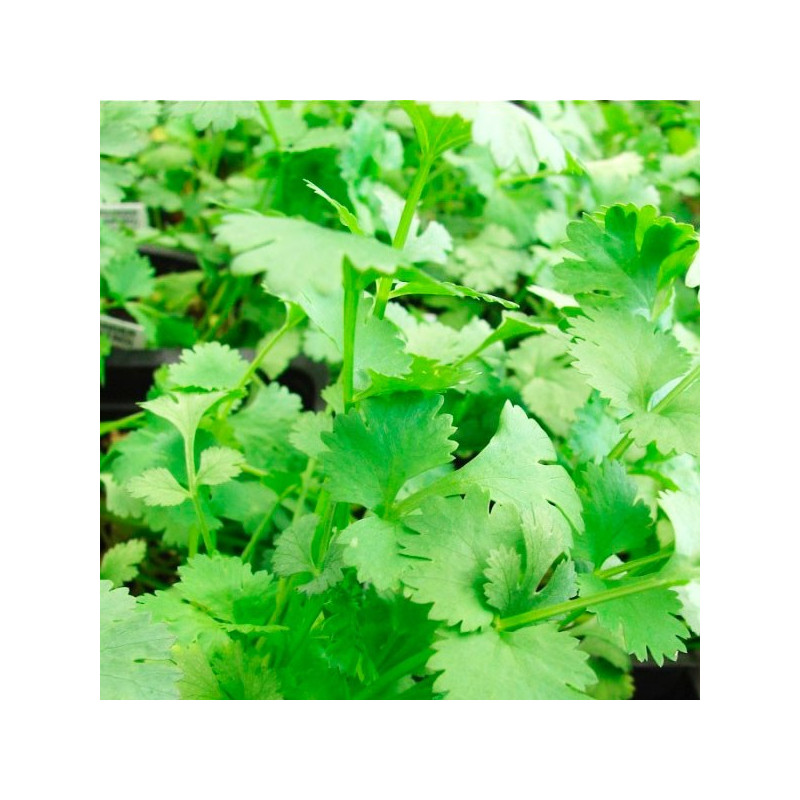 Culantro 2gr, Semillas de Culantro, Agroimport Lobsol