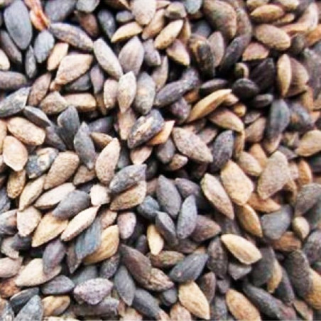 Semillas de Pino 1Kg, Pinus patula Lloron Sierra Altoandino