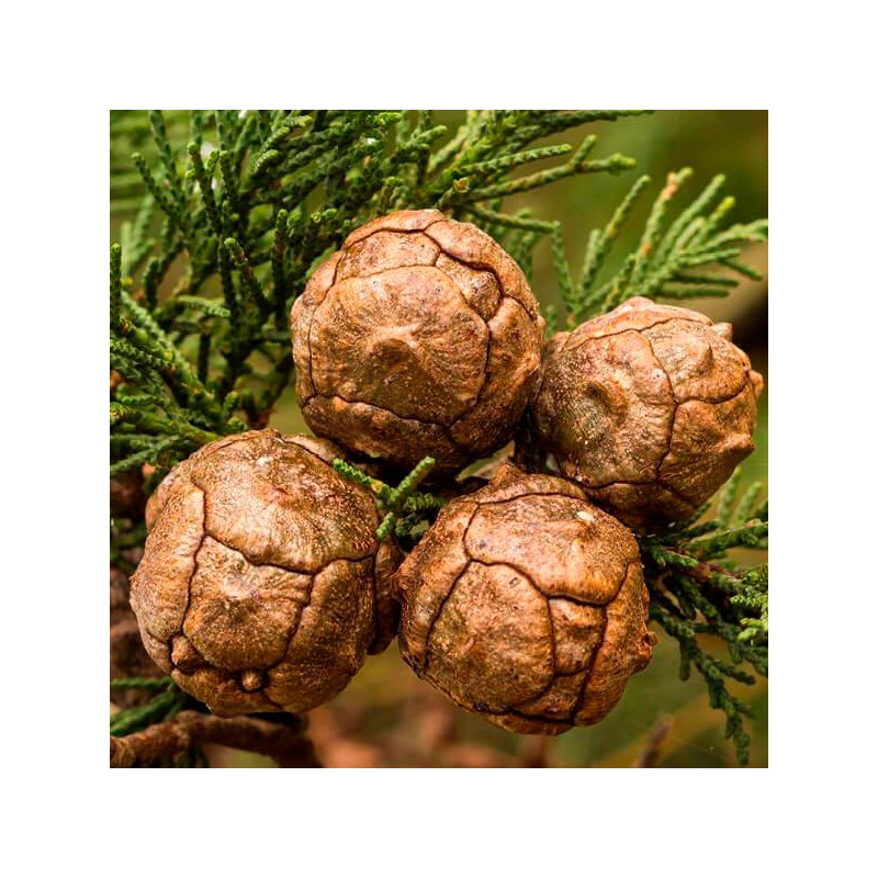 Semillas de Cipres 1Kg, Cupressus macrocarpa, 25 mil semillas ...